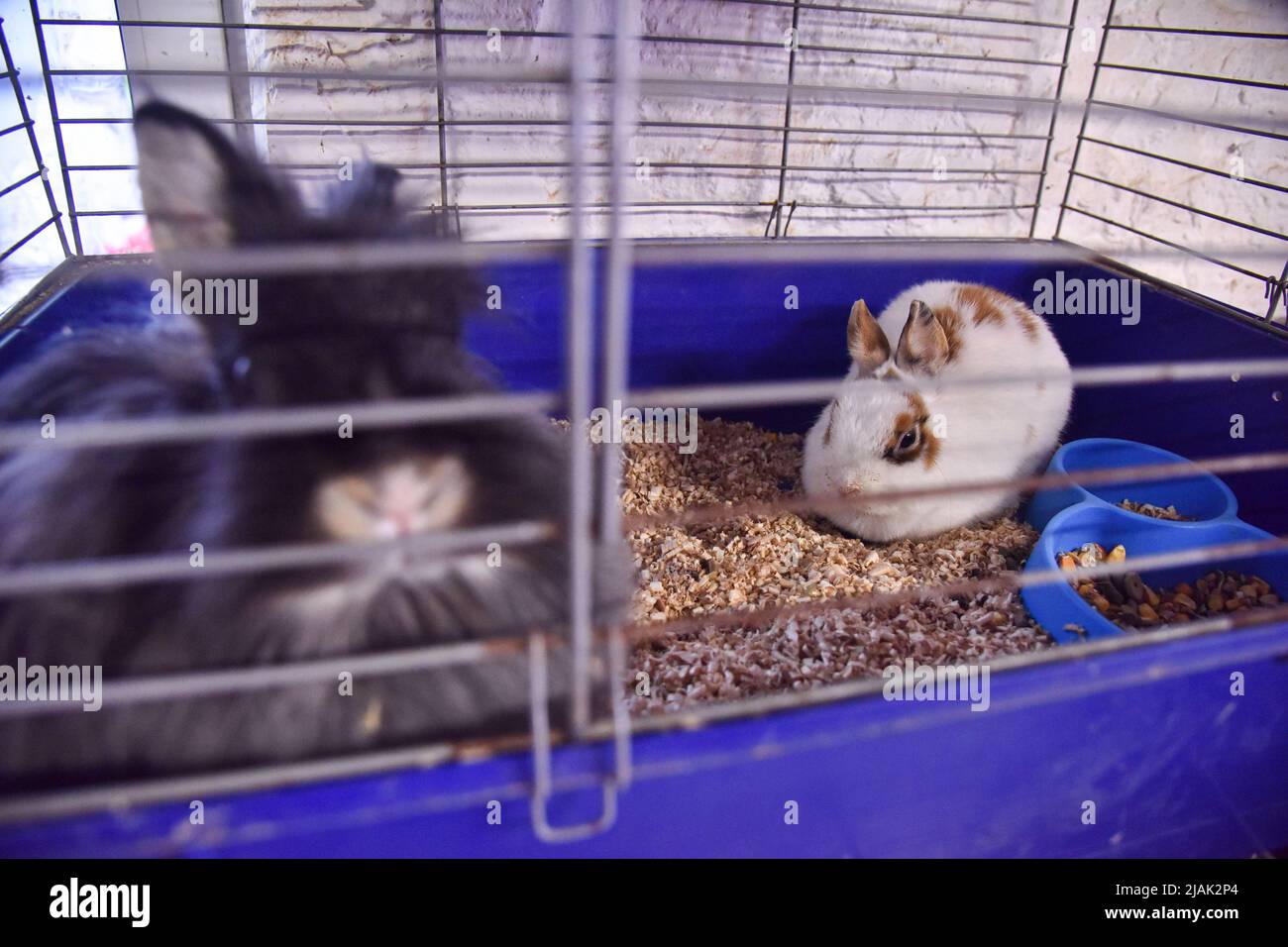 Hundred rabbits hi-res stock photography and images - Alamy