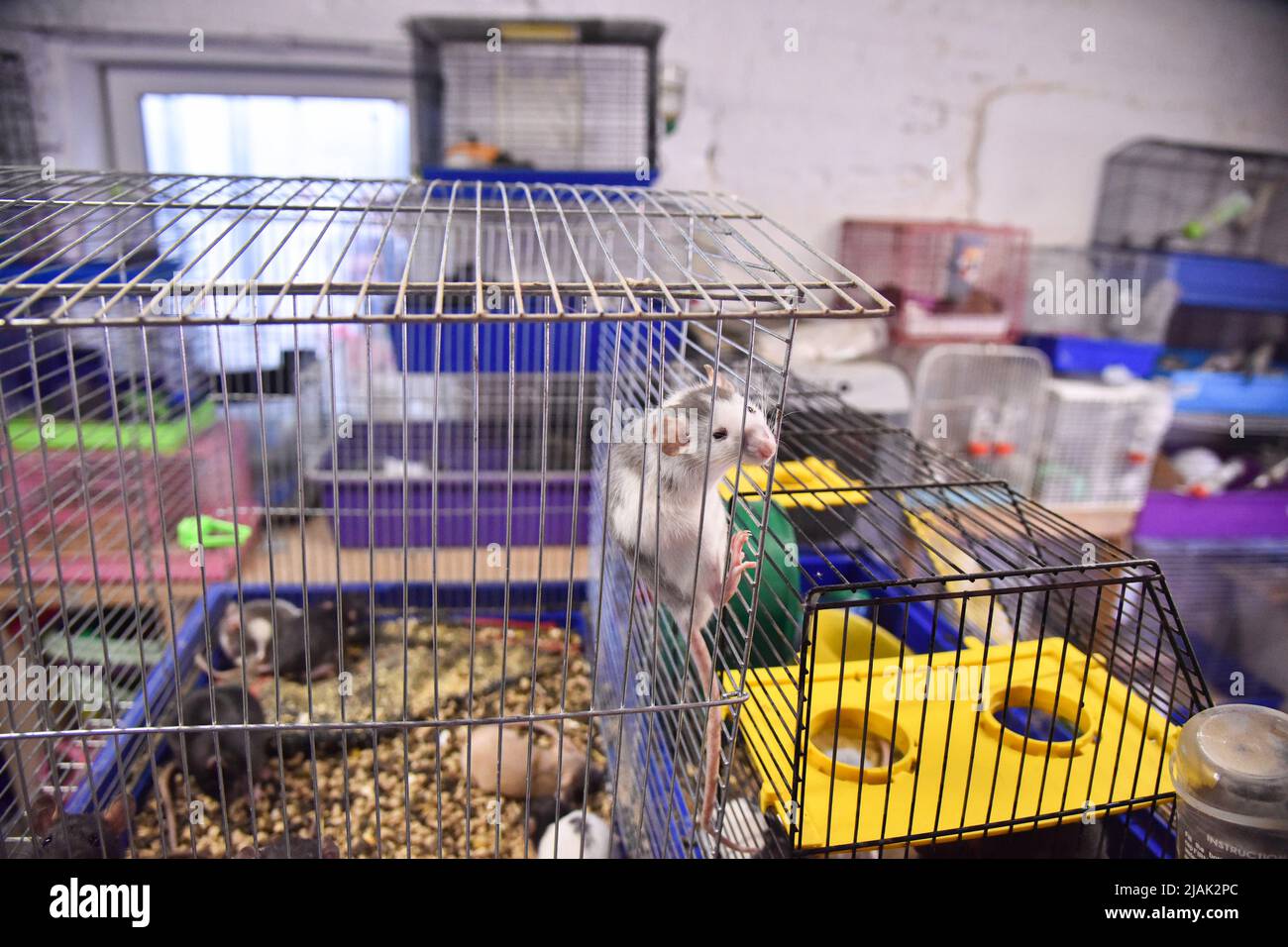 Rodents rescued by volunteers from Kharkiv, where Russian troops are ...
