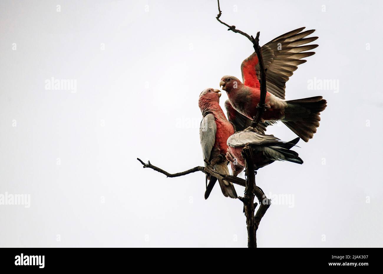 Flying galah galahs hi-res stock photography and images - Alamy