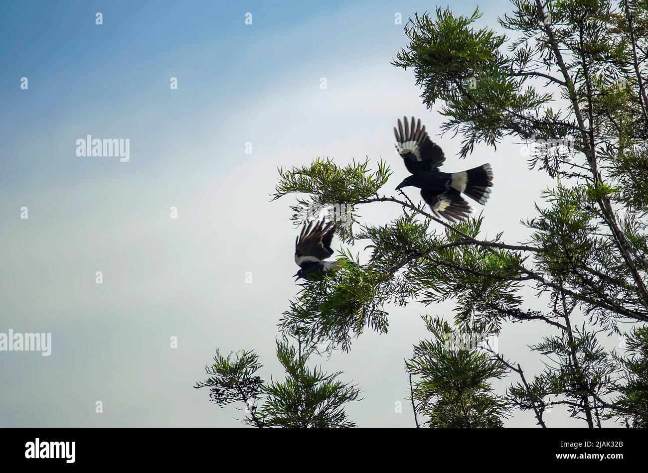 Magpies in the garden hi-res stock photography and images - Alamy