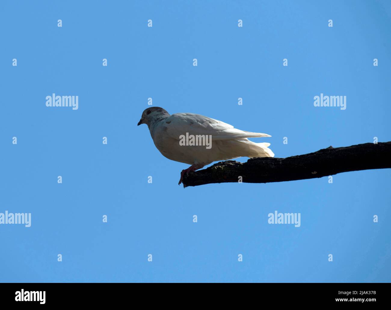 A White Dove Pigeon (Streptopelia risoria) perched on a tree in Sydney ...