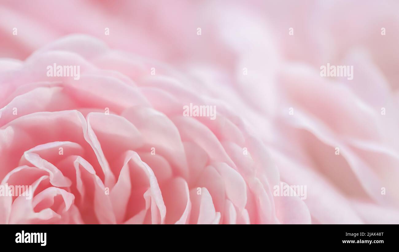 Soft focus, abstract floral background, pink rose flower. Macro flowers ...