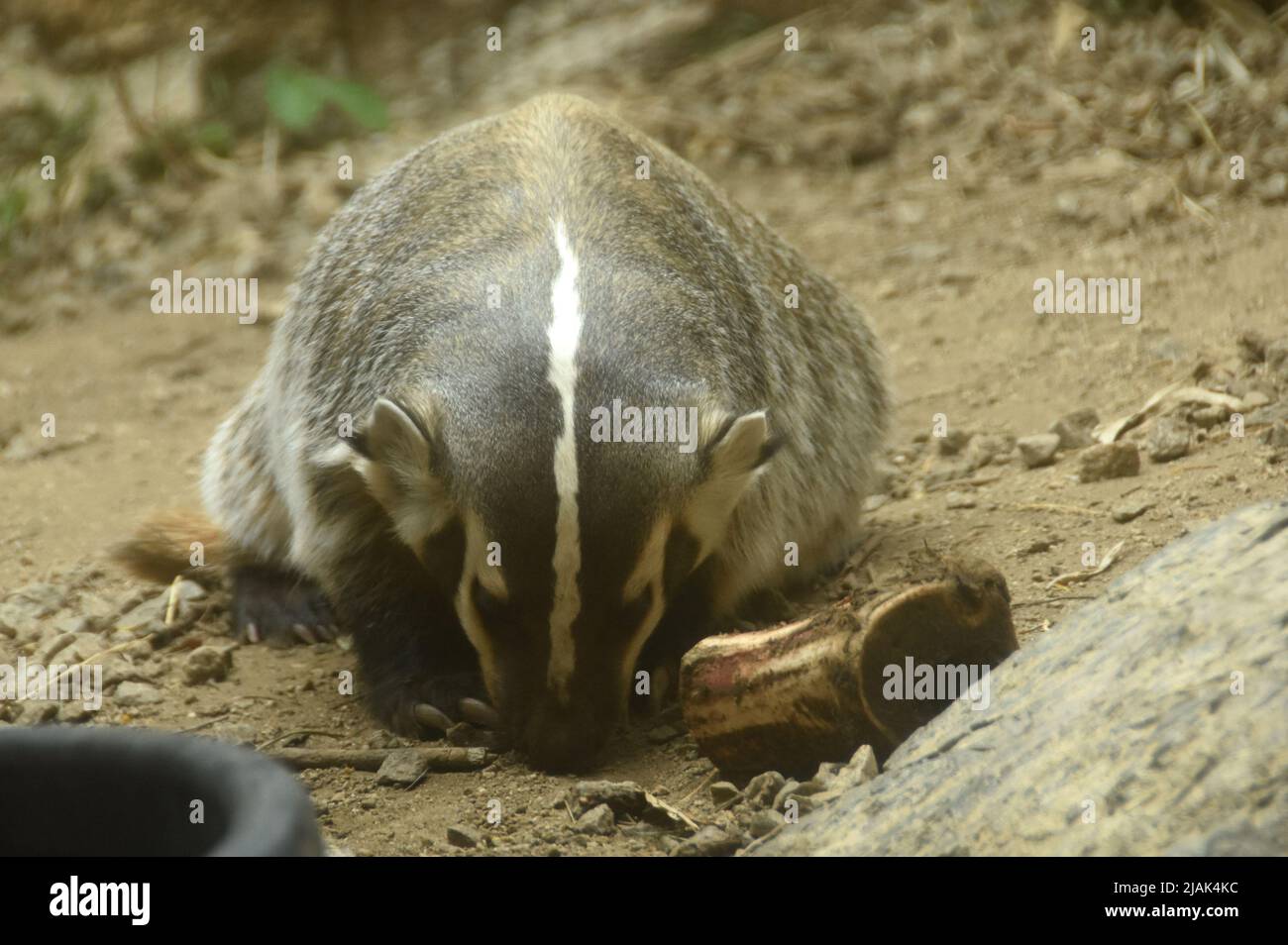Los Angeles, California, USA 28th May 2022 An American Badger at the LA ...