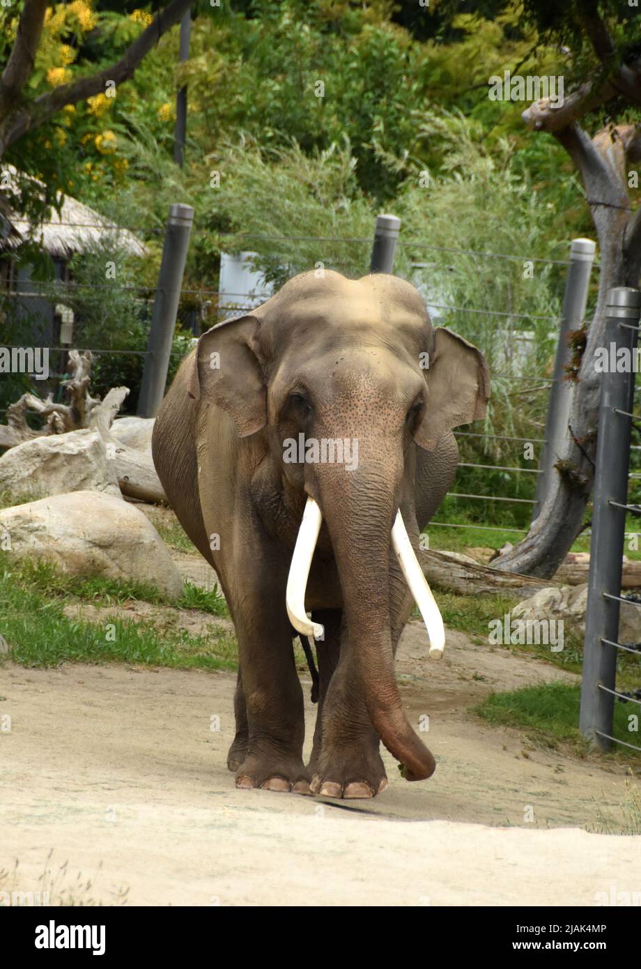 Los Angeles, California, USA 28th May 2022 An Asian Elephant Billy at ...