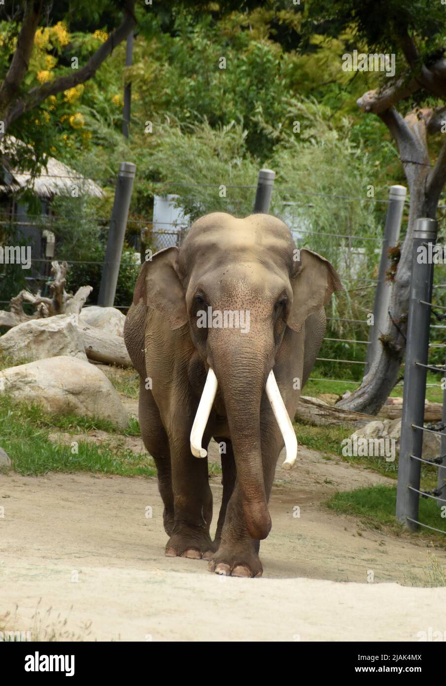 Los Angeles, California, USA 28th May 2022 An Asian Elephant Billy at ...