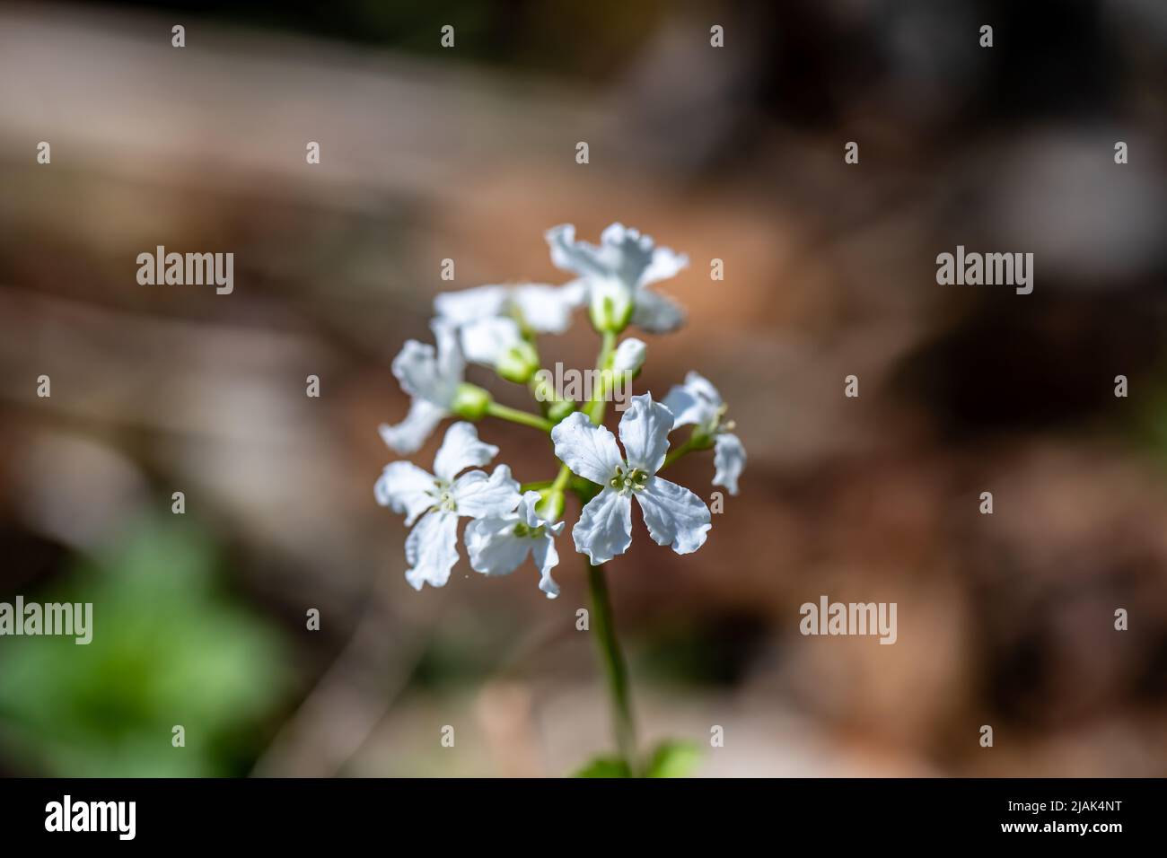 Cardamine trifolia hi-res stock photography and images - Alamy