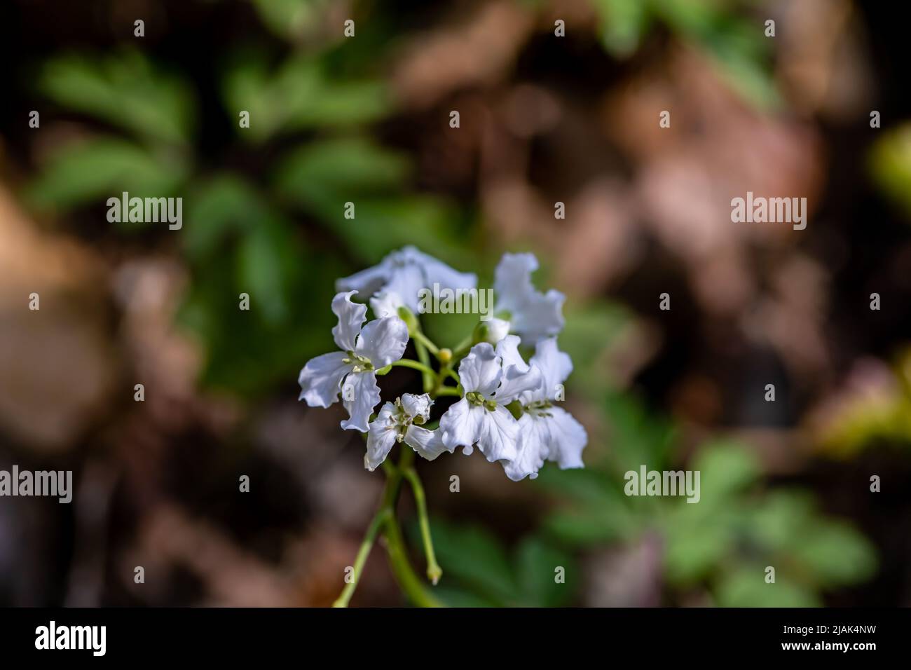 Cardamine trifolia hi-res stock photography and images - Alamy