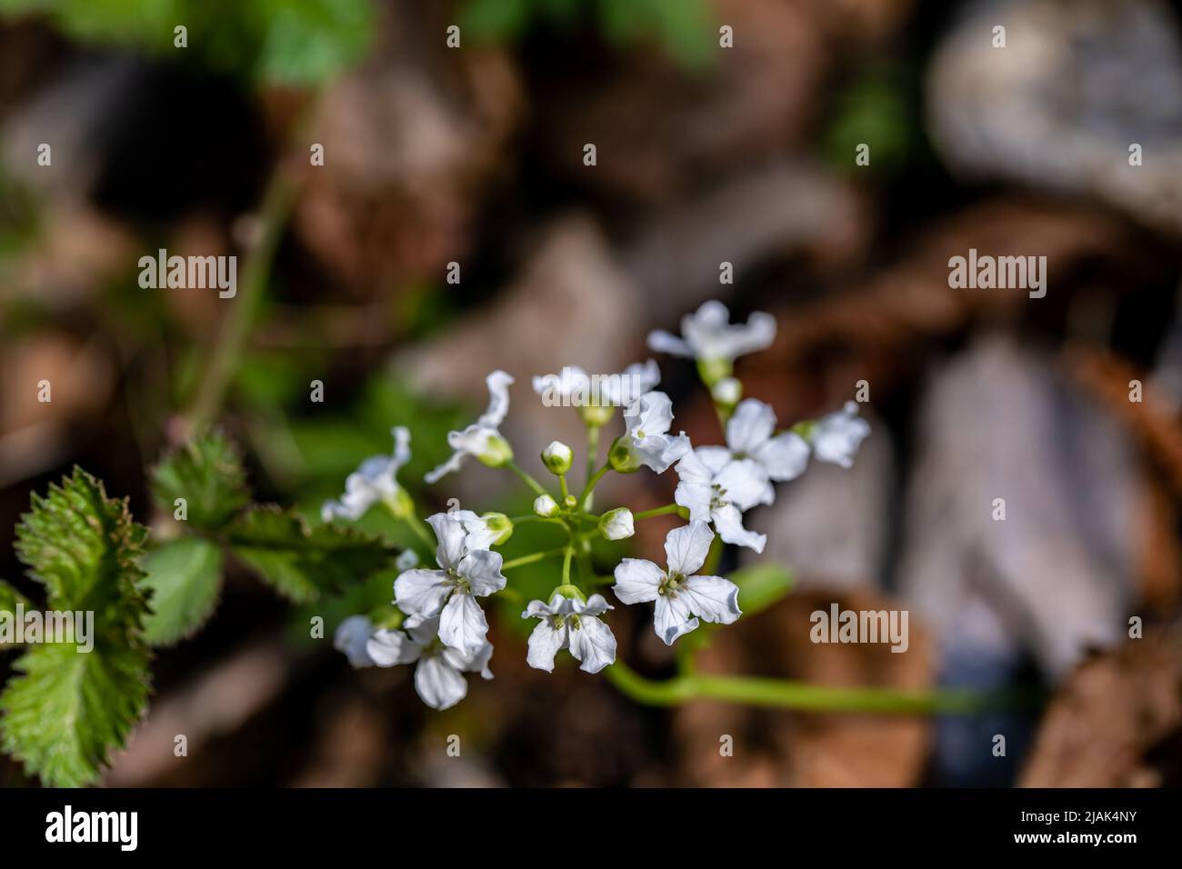 Cardamine trifolia flower in mountains, close up Stock Photo - Alamy