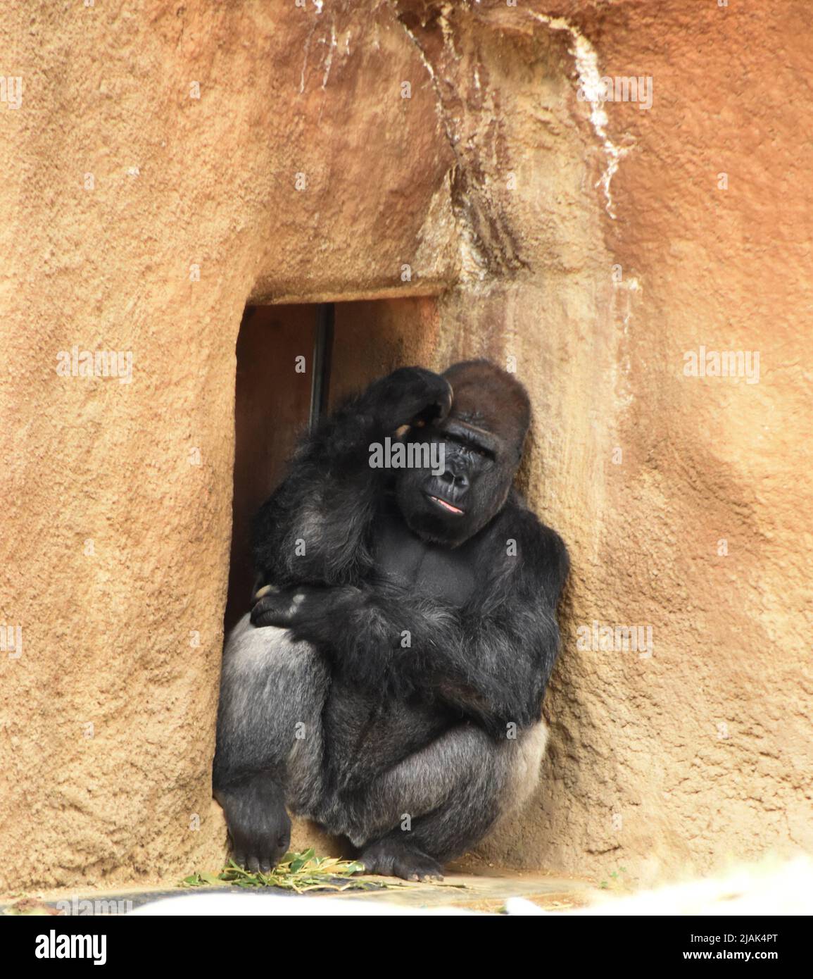 Los Angeles, California, USA 28th May 2022 A Western Lowland Gorilla at the LA Zoo on May 28 ...