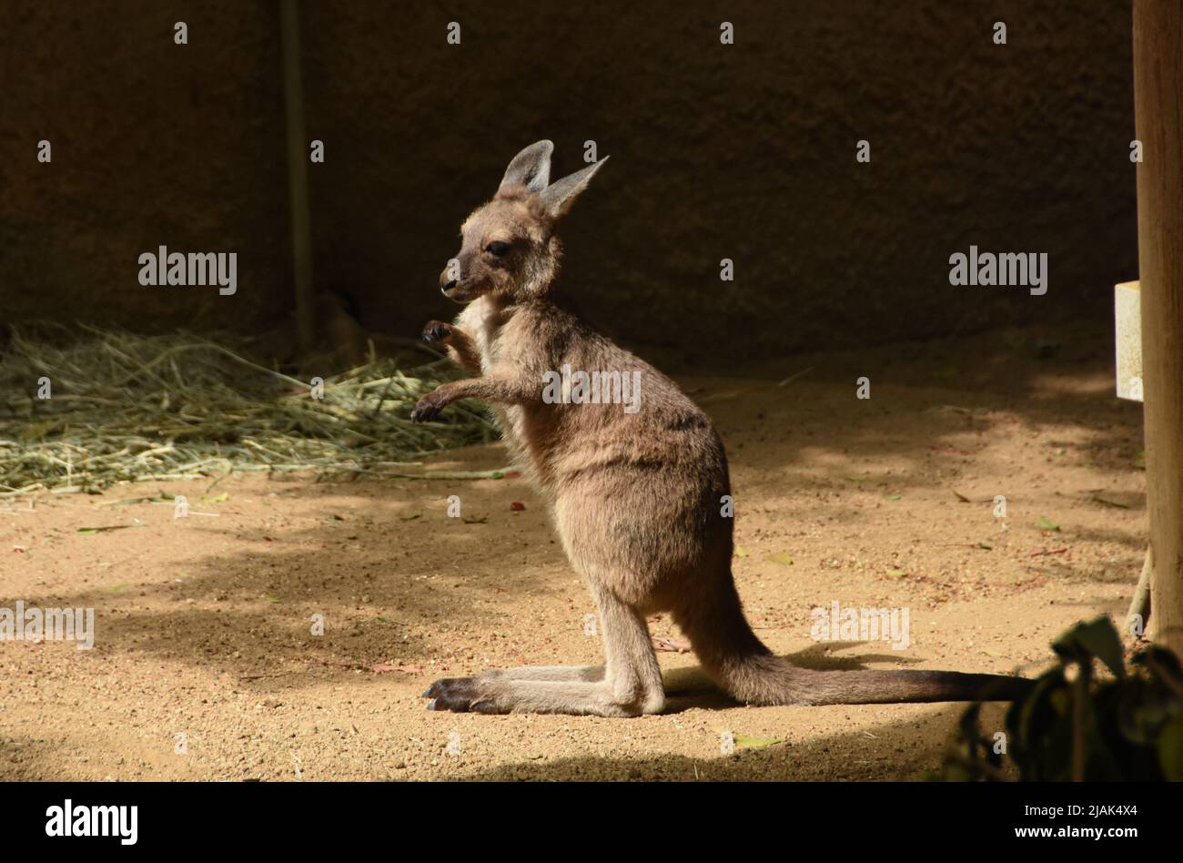 Los Angeles, California, USA 28th May 2022 A Baby Grey Kangaroo at the ...