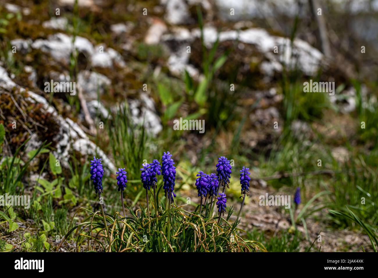 Muscari flower in meadow Stock Photo - Alamy