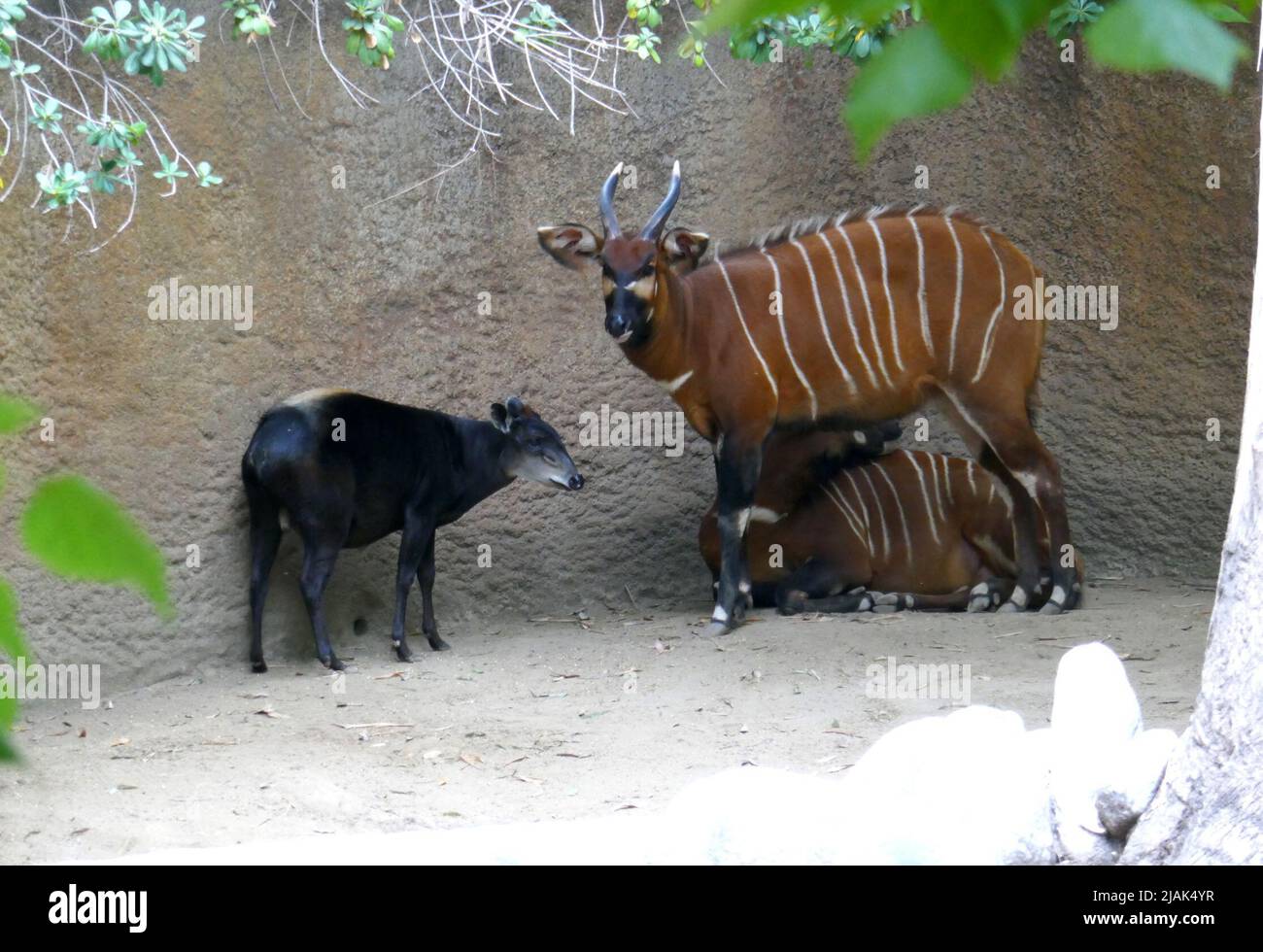 Los Angeles, California, USA 28th May 2022 Yellow-backed Duiker ad ...