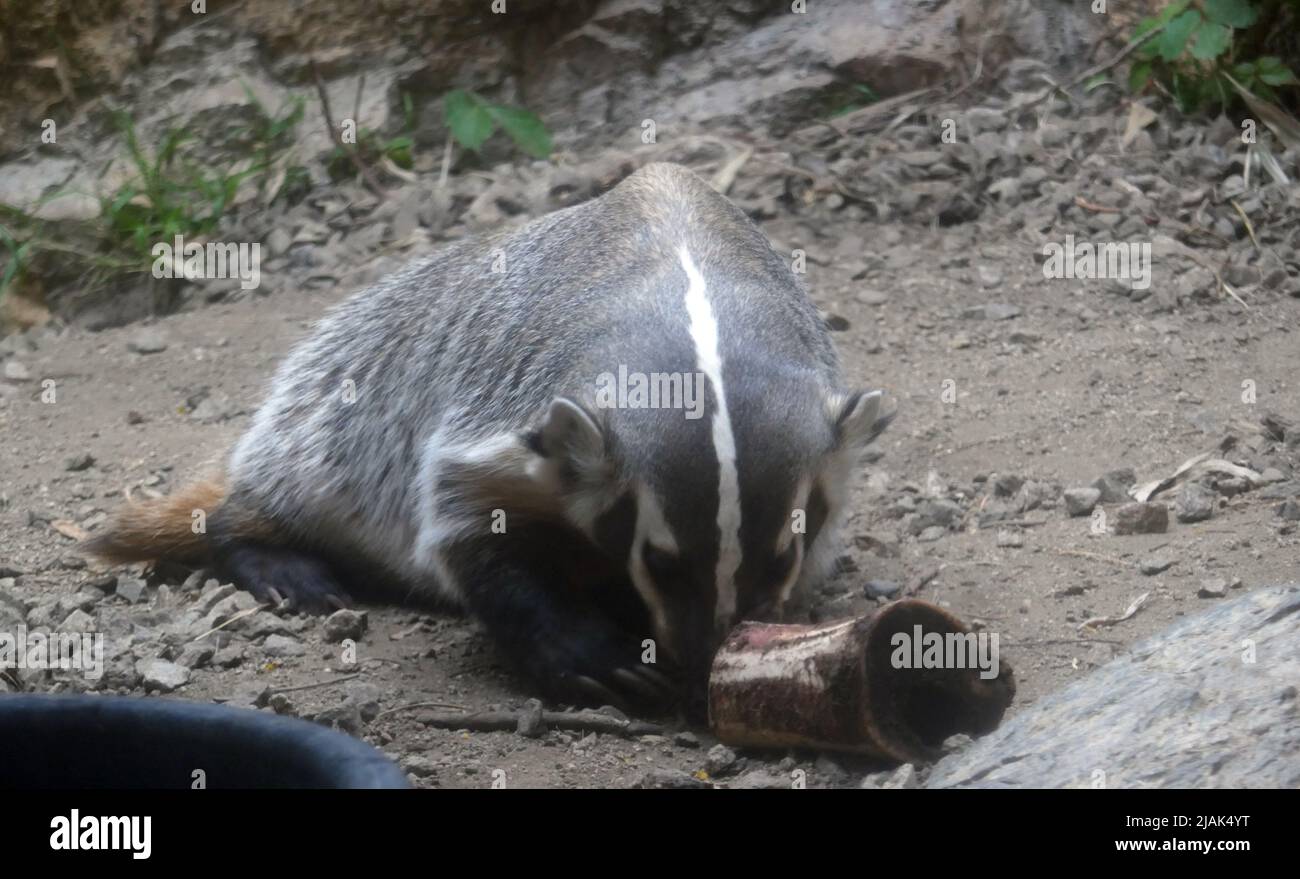 Los Angeles, California, USA 28th May 2022 An American Badger at the LA ...