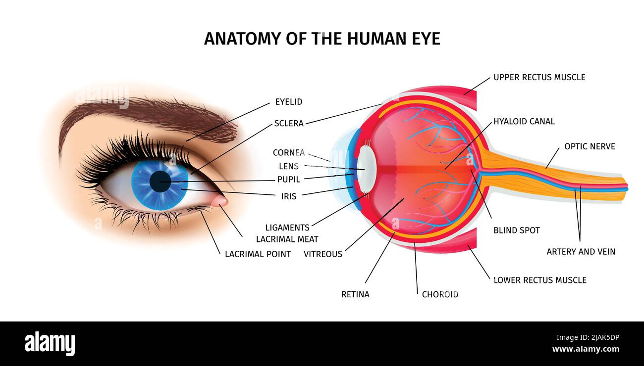 Human eye anatomy poster with eyelid and optic nerve symbols isometric ...