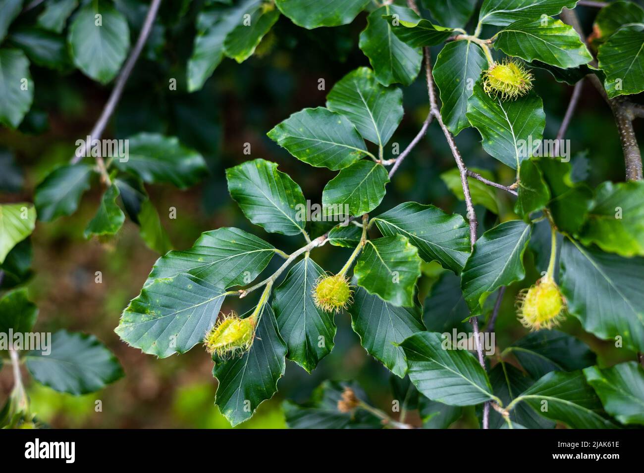 Beech tree seed hi-res stock photography and images - Alamy