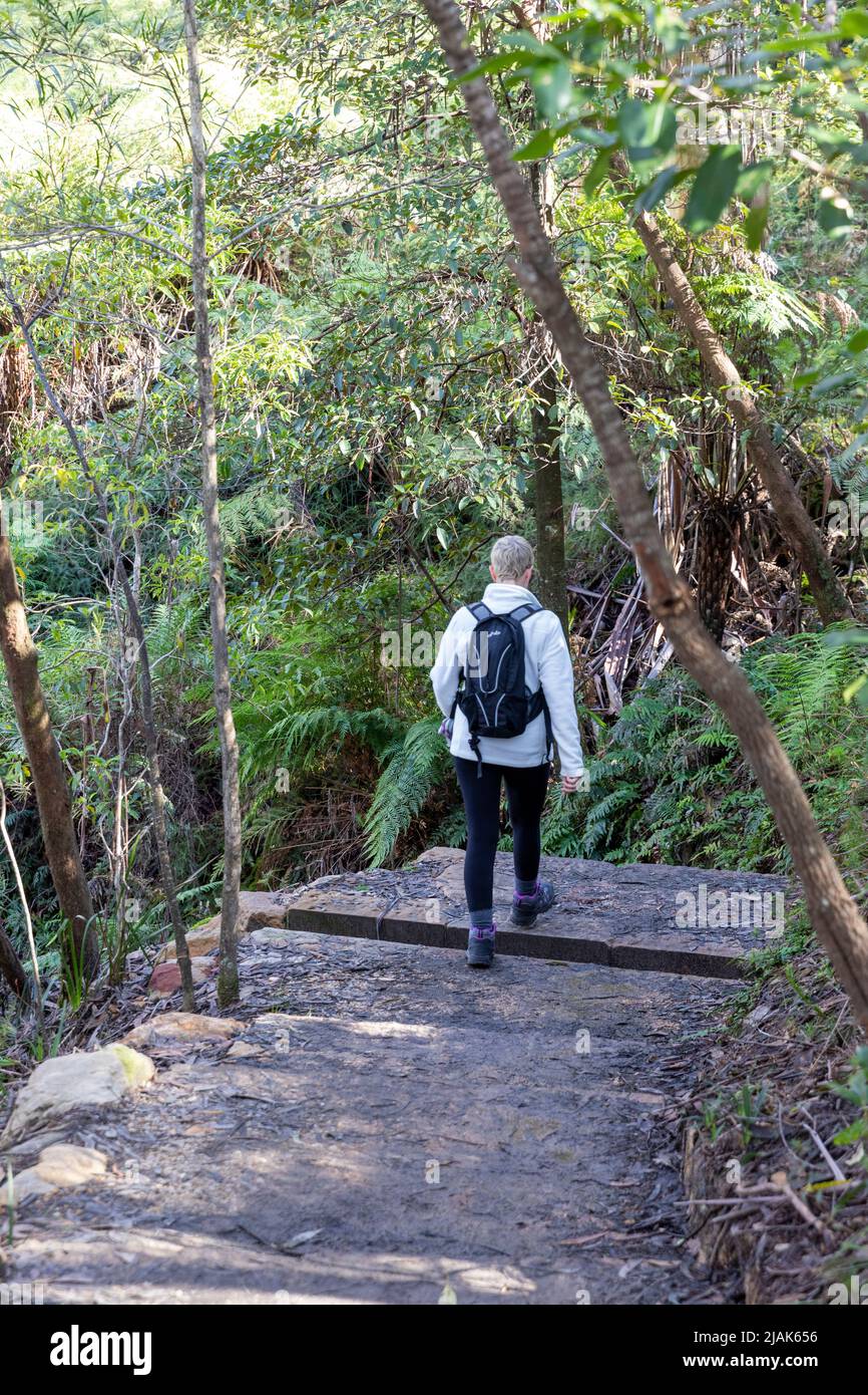 Female hiking with backpack along a trail in the Blue Mountains ...
