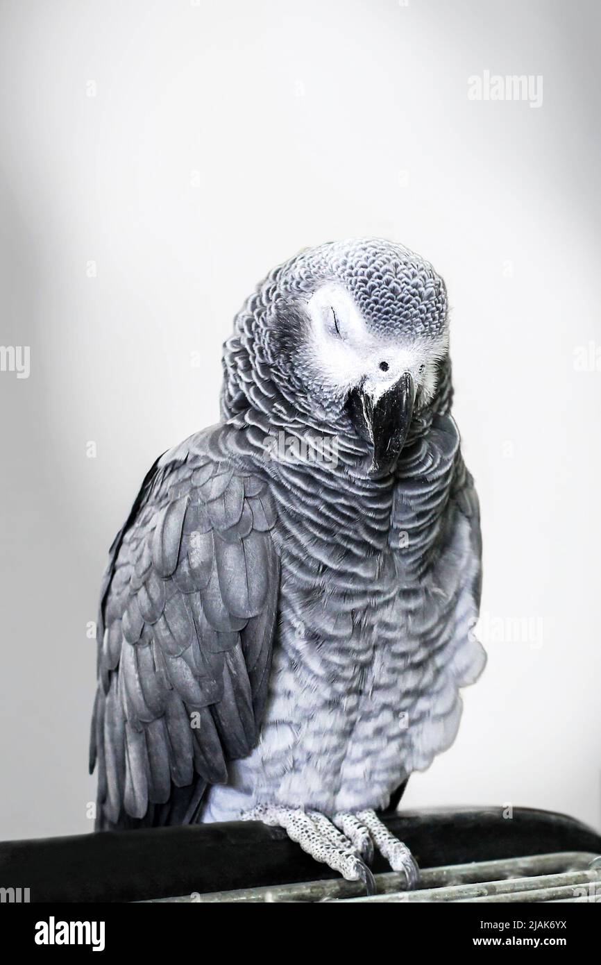 Big parrot hi-res stock photography and images - Alamy