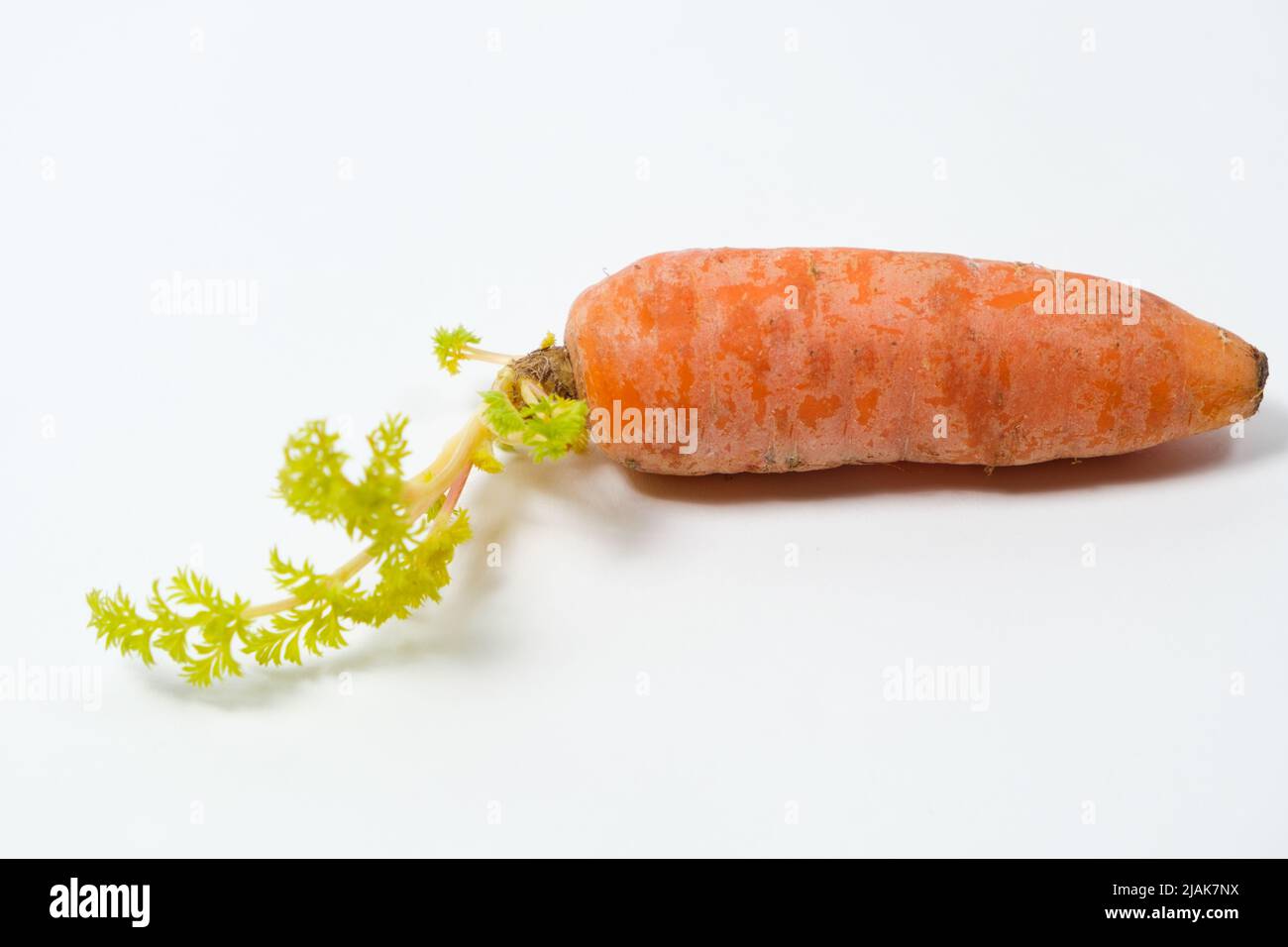 One old sprouted carrot with regrown green foliage. Improper storage of ...