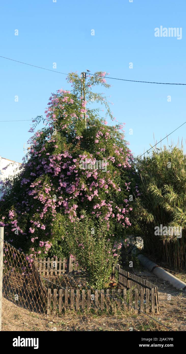 Climbing Bower Vine covering pylon in small fenced Andalusian village ...