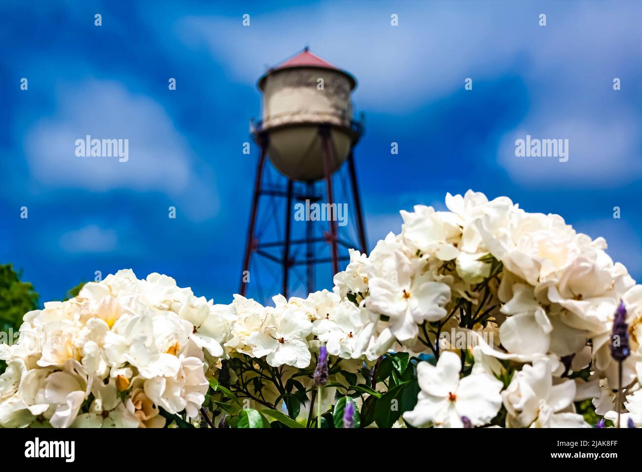 Roses tower hi-res stock photography and images - Alamy