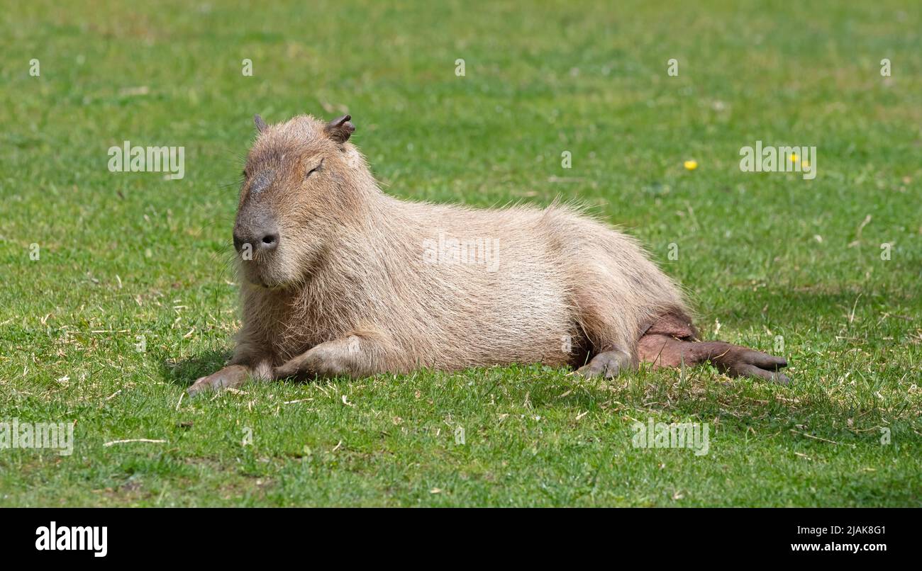 Hungry capibara hi-res stock photography and images - Alamy