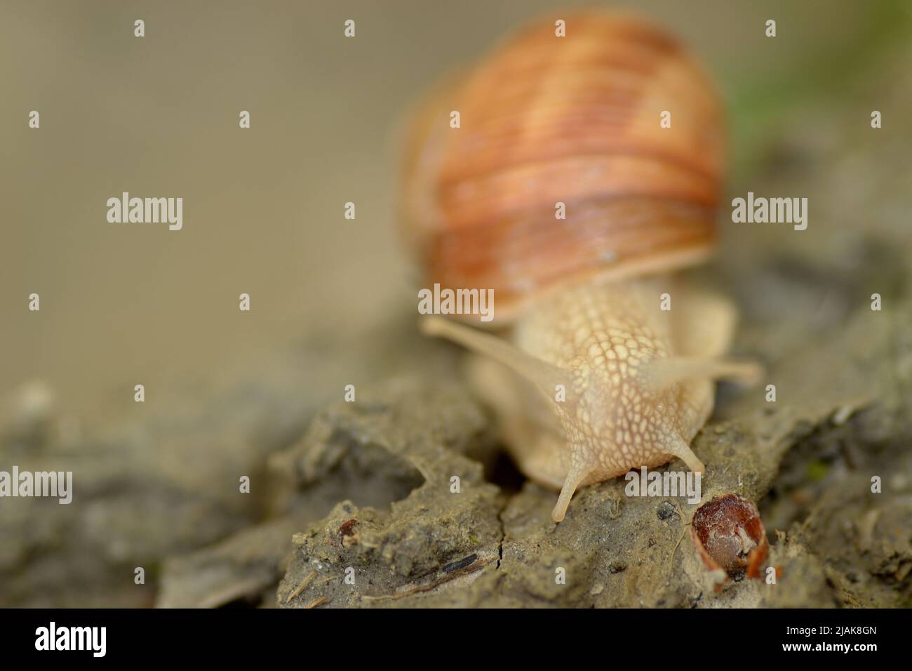 Vineyard snail in its natural environment on forest path, close up ...