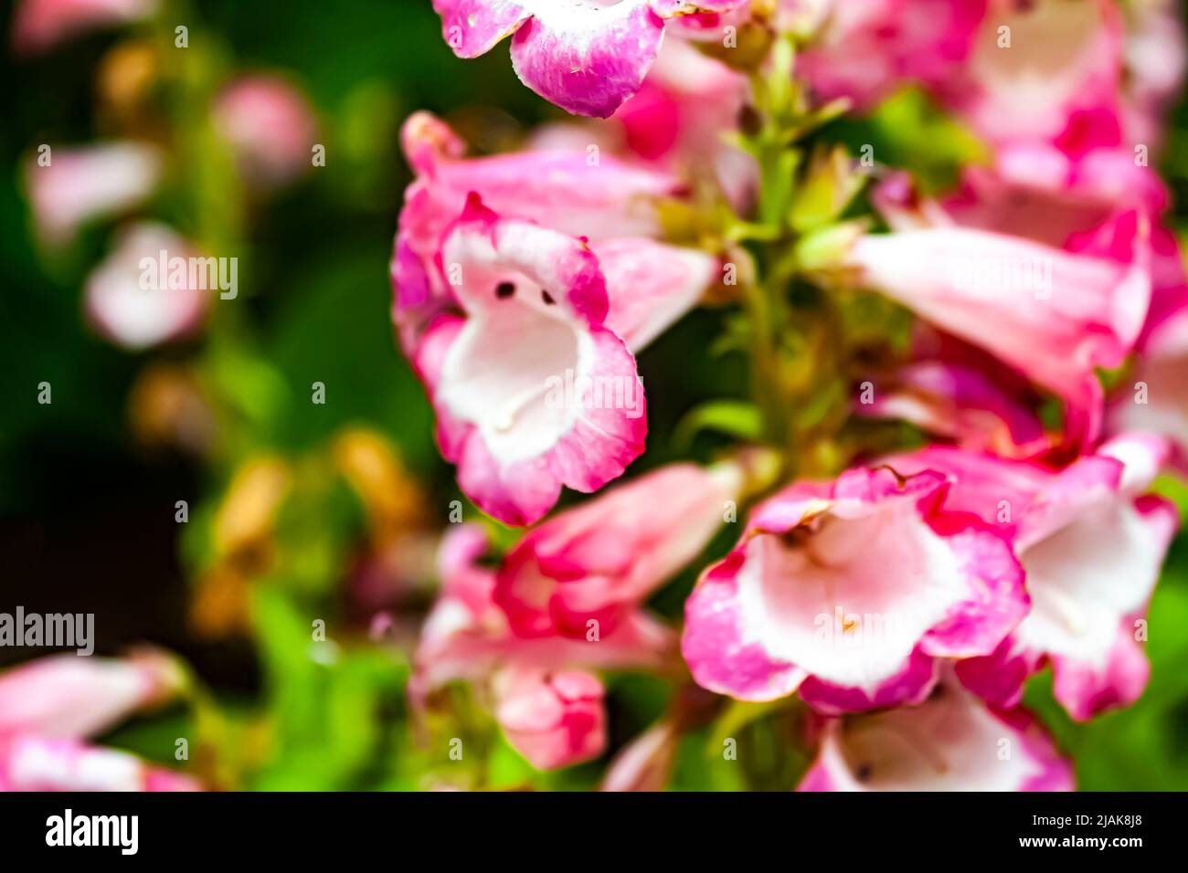 Digitalis dubia hi-res stock photography and images - Alamy