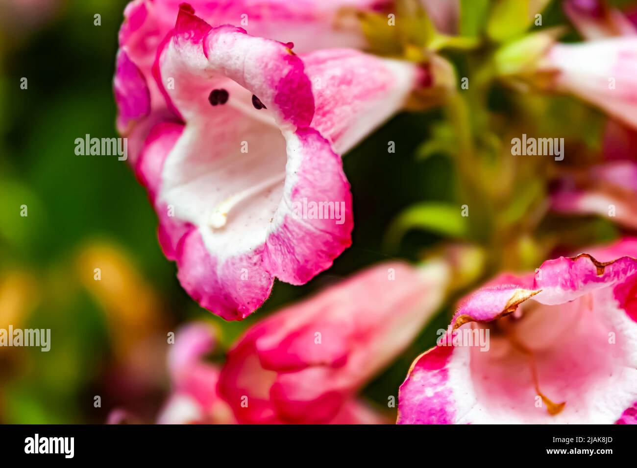 Pink common foxglove, Digitalis purpurea Stock Photo - Alamy