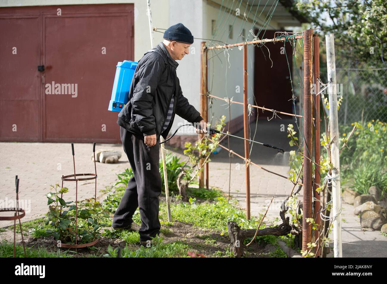 Farmer spraying vegetable green plants in the garden with herbicides ...