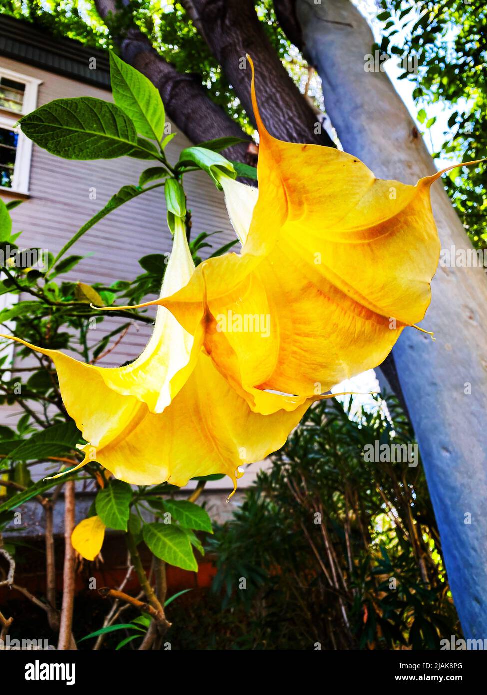 Yellow angel's trumpet flowers, Brugmansia suaveolens Stock Photo - Alamy