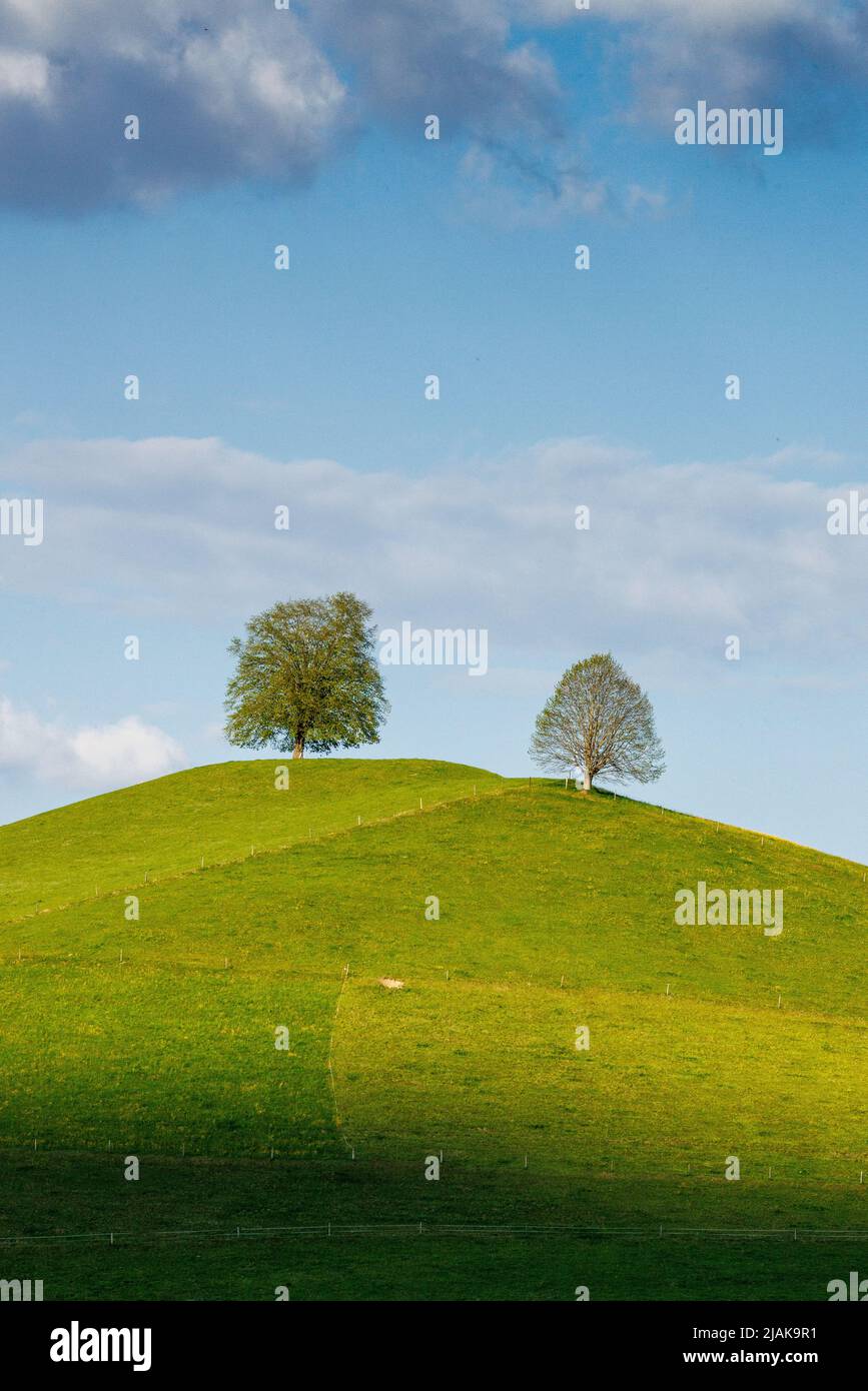 tree on in hill in Reutenen, Emmental Stock Photo - Alamy