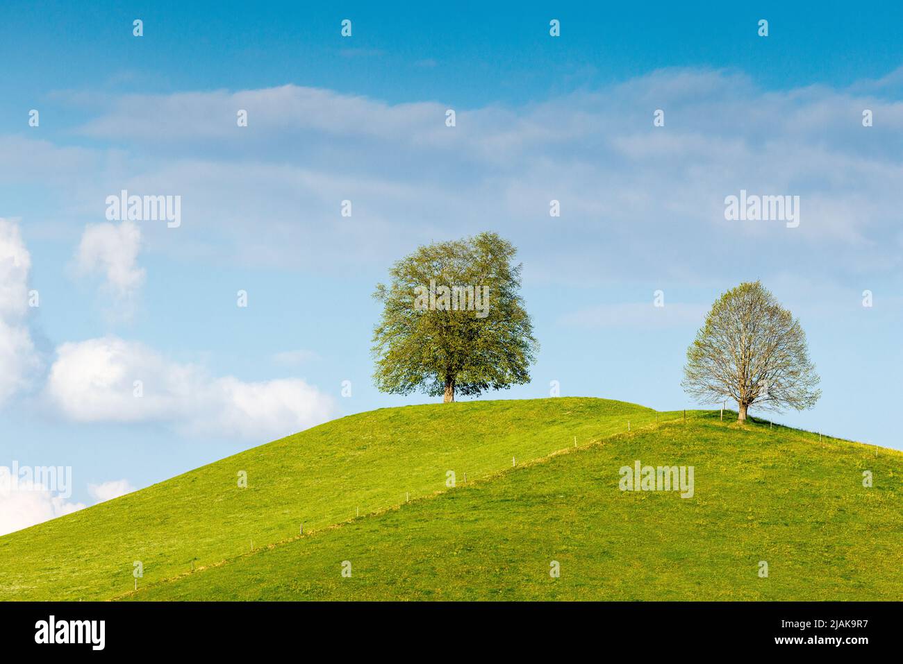 tree on in hill in Reutenen, Emmental Stock Photo - Alamy