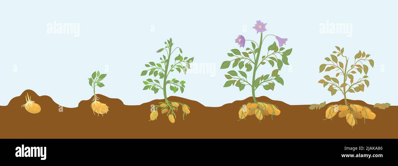 Side Veiw Potatoes In Dirt Second Early Potatoes To Grow | BBC