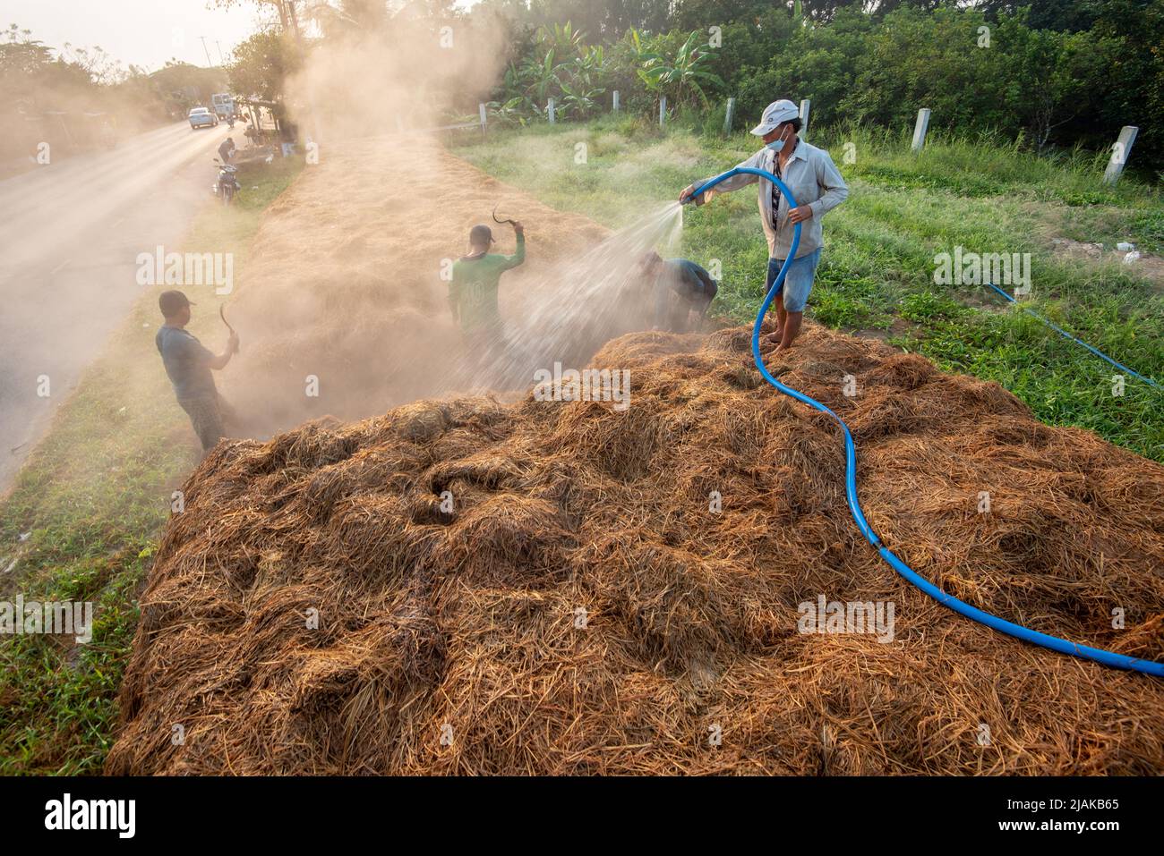 People are watering to cool the straw to prepare to plant straw ...
