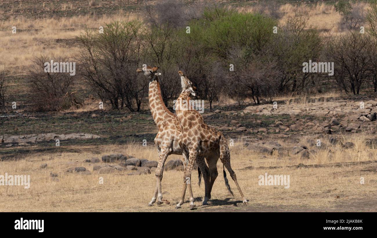 The impact of the neck carries a 600-pound punch. Pilanesberg, South ...