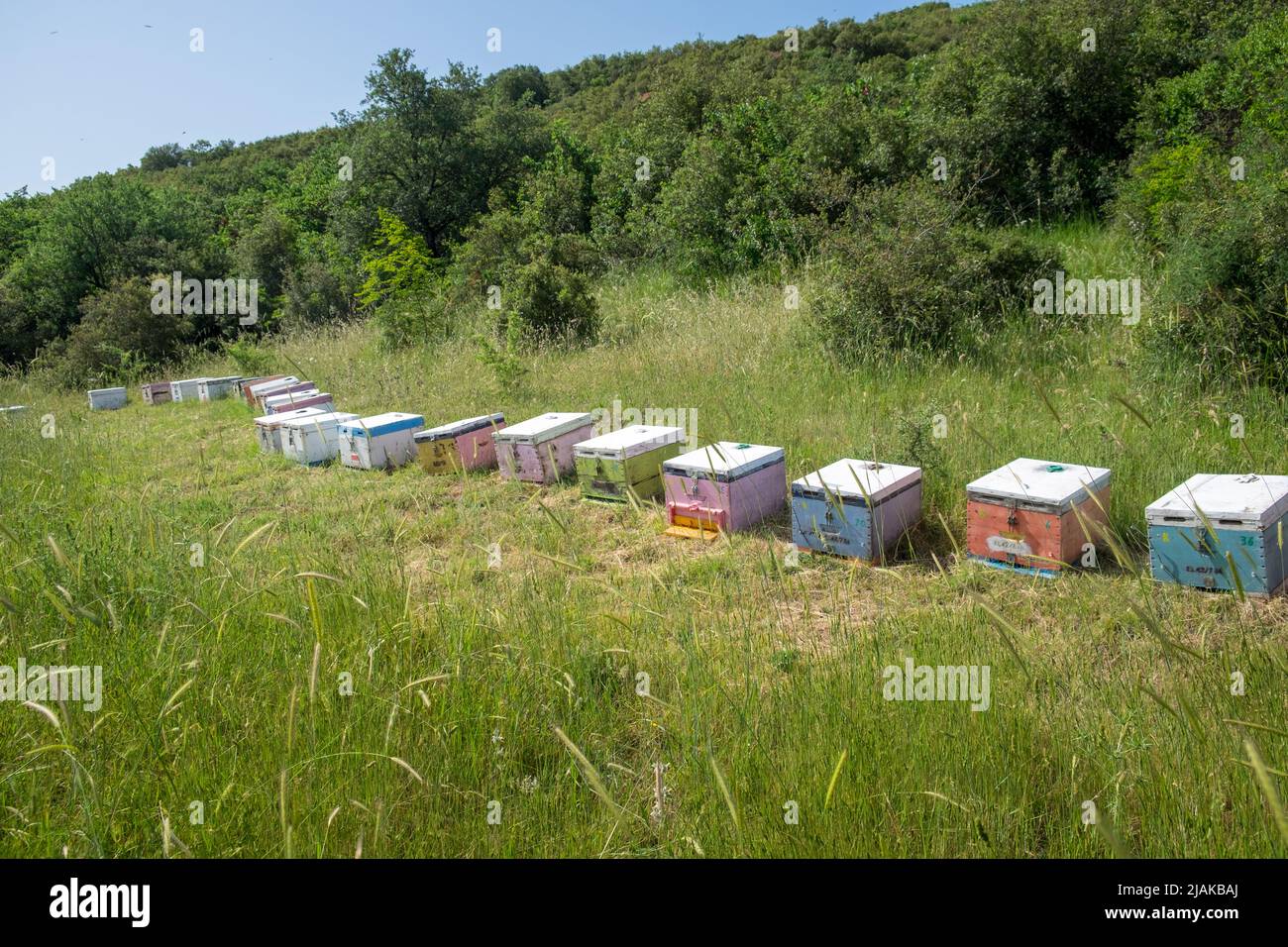 Bee hives in farm field hi-res stock photography and images - Alamy