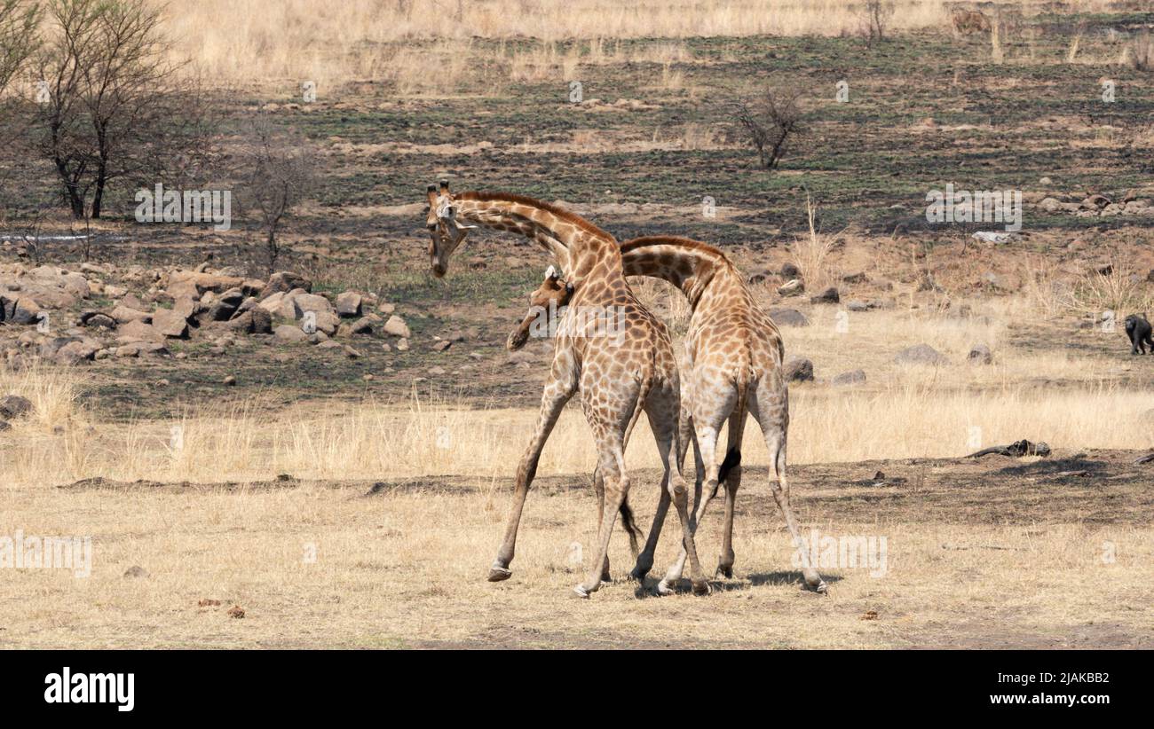 Giraffes Fighting Gif