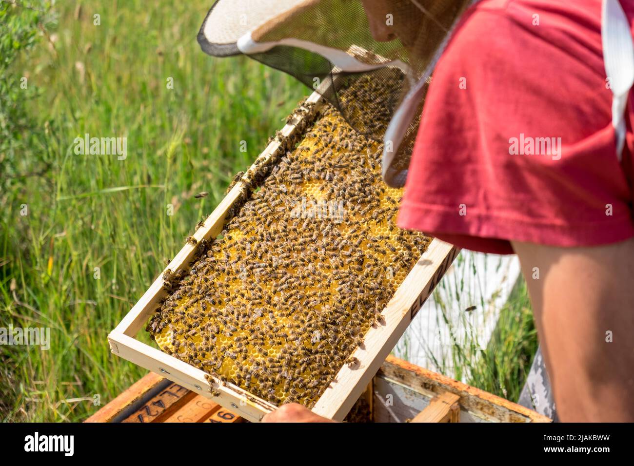 Bee frame hi-res stock photography and images - Alamy