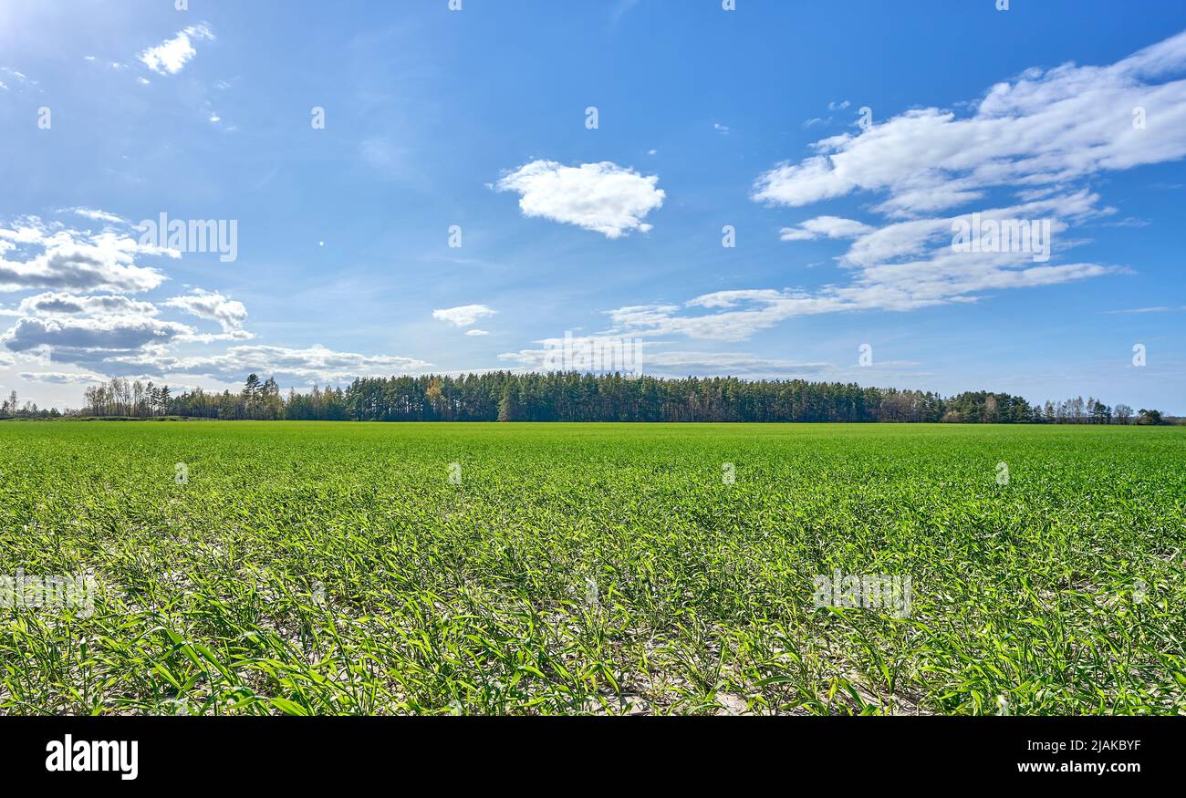 Green grass field and blue sky landscape background Stock Photo - Alamy