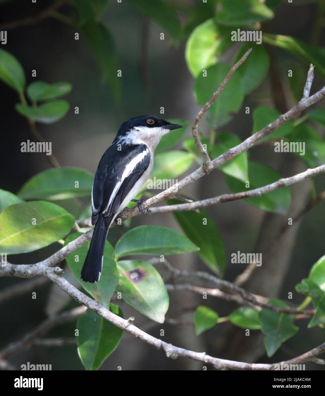 Bar-winged flycatcher-shrike is a small passerine bird usually placed ...