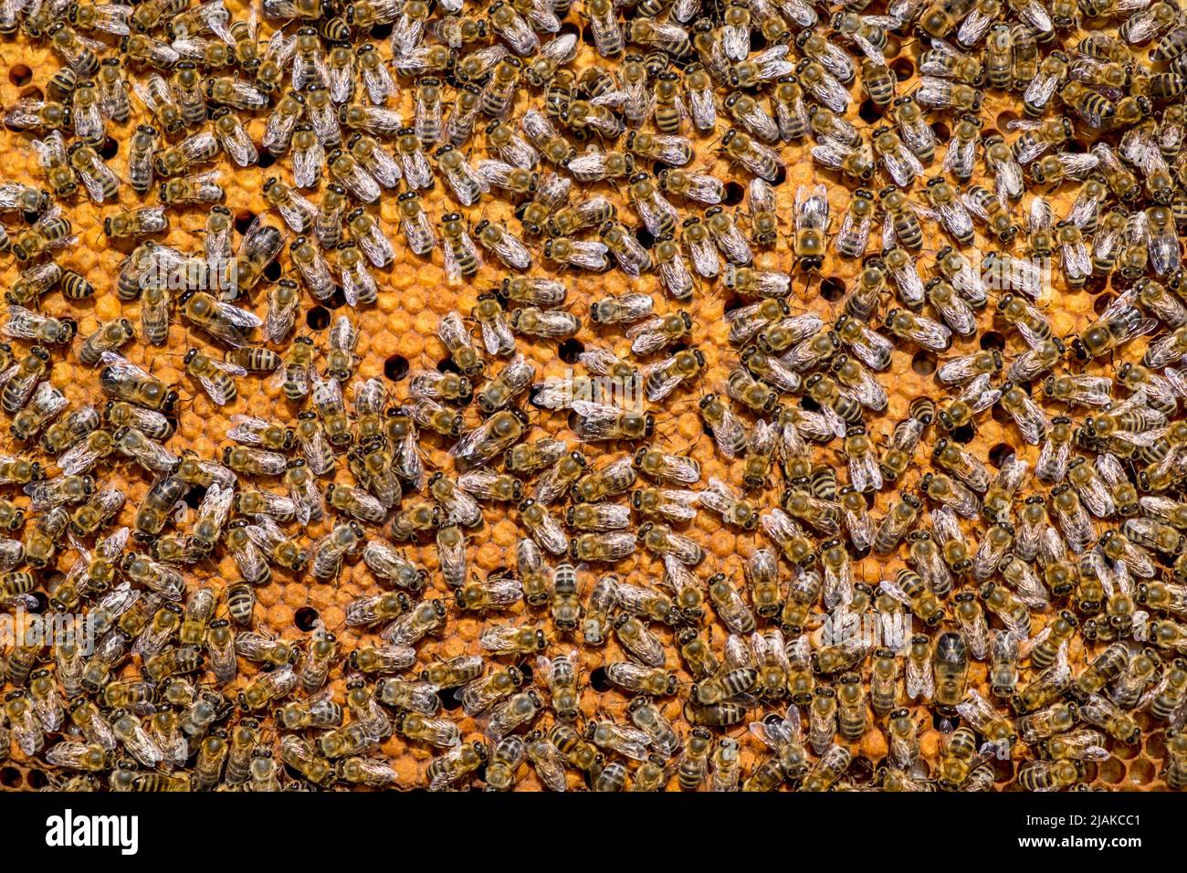 Close up photo of a beehive frame full of bees Stock Photo - Alamy