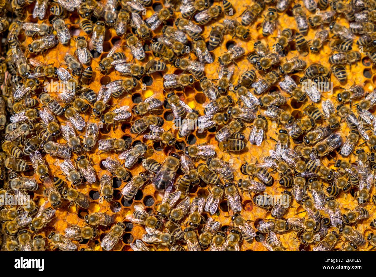 Close up photo of a beehive frame full of bees Stock Photo - Alamy