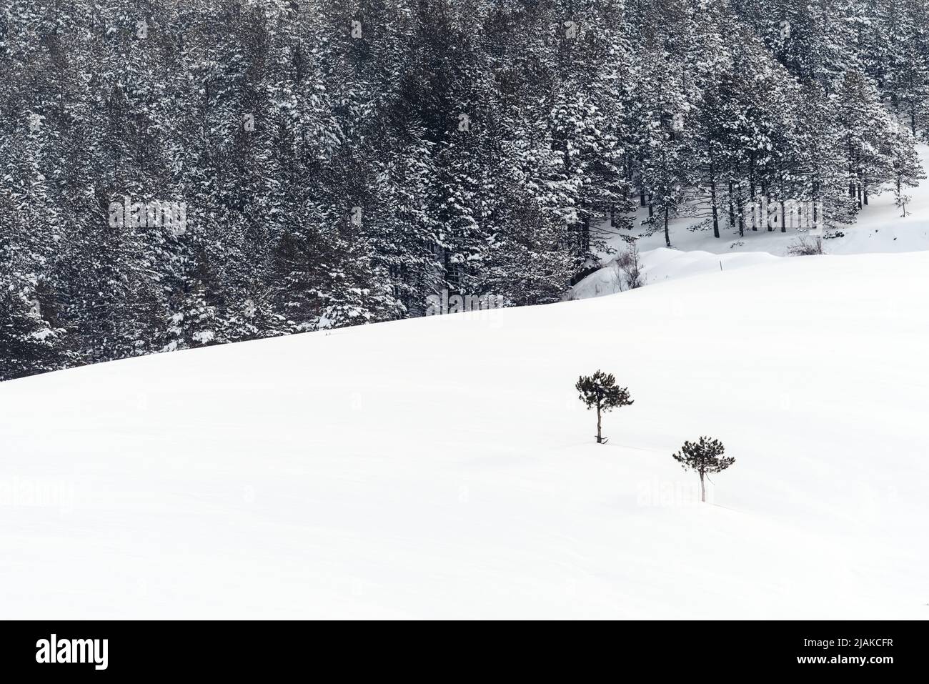 Pinewood forest in winter, snow covering trees Stock Photo - Alamy