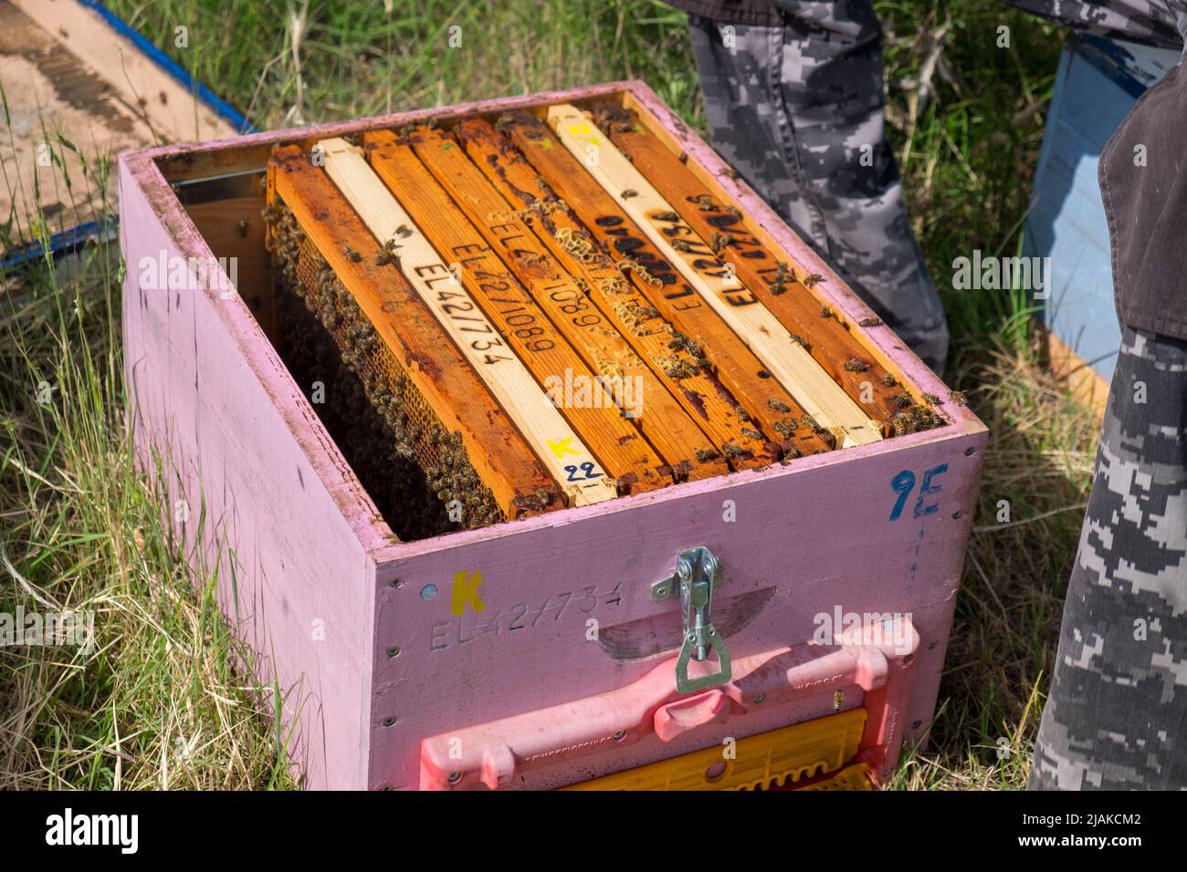 Beekeepers inspecting the beehives Stock Photo - Alamy