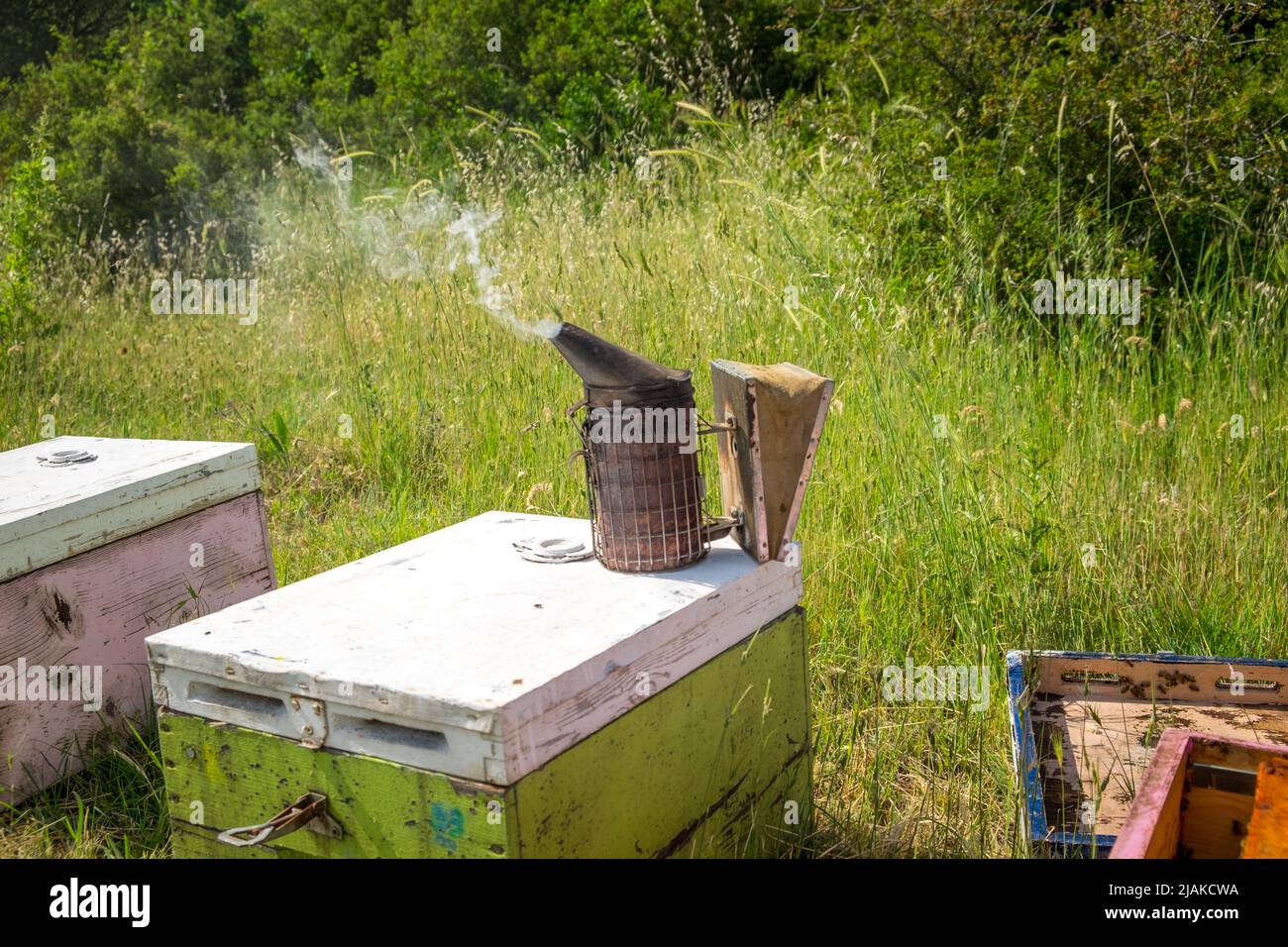 Bee smoker smoking on the top of a beehive Stock Photo - Alamy