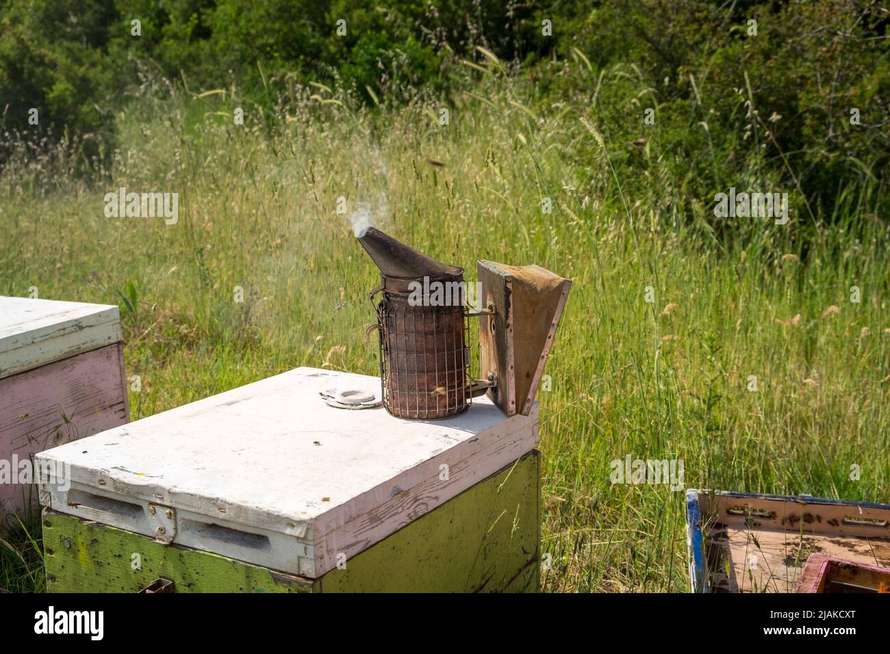 Bee smoker smoking on the top of a beehive Stock Photo - Alamy