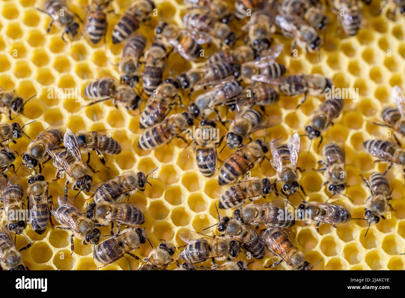 Close up photo of a beehive frame full of bees Stock Photo - Alamy