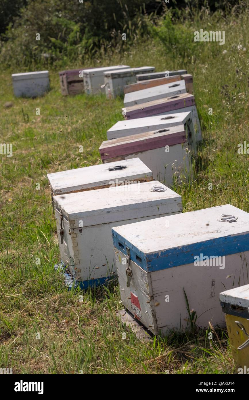 Bee hives in farm field hi-res stock photography and images - Alamy