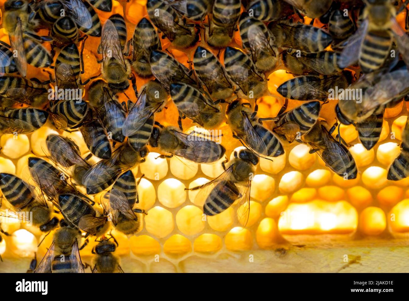Close up photo of a beehive frame full of bees Stock Photo - Alamy