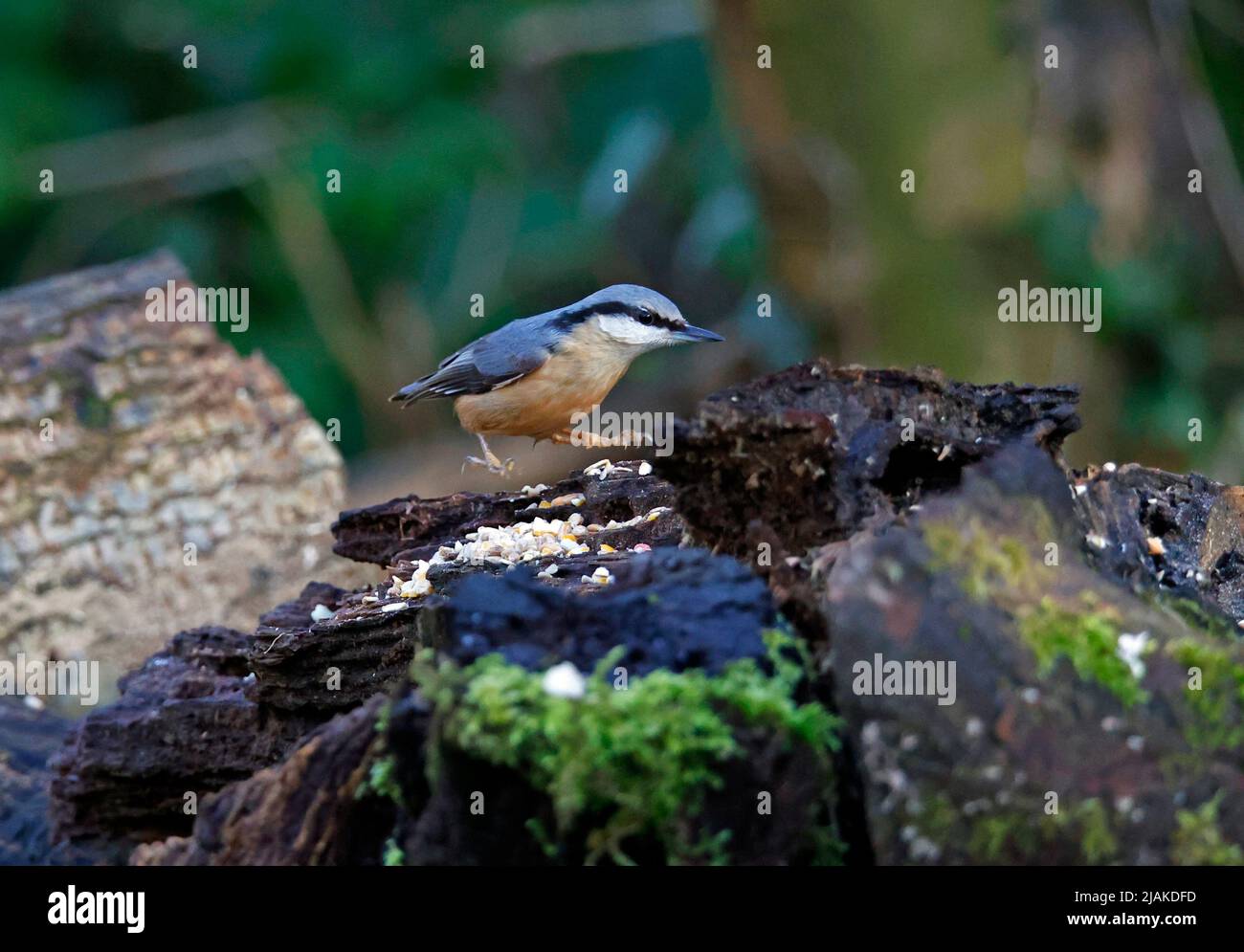 Eurasian nuthatch collecting food in the woods Stock Photo - Alamy